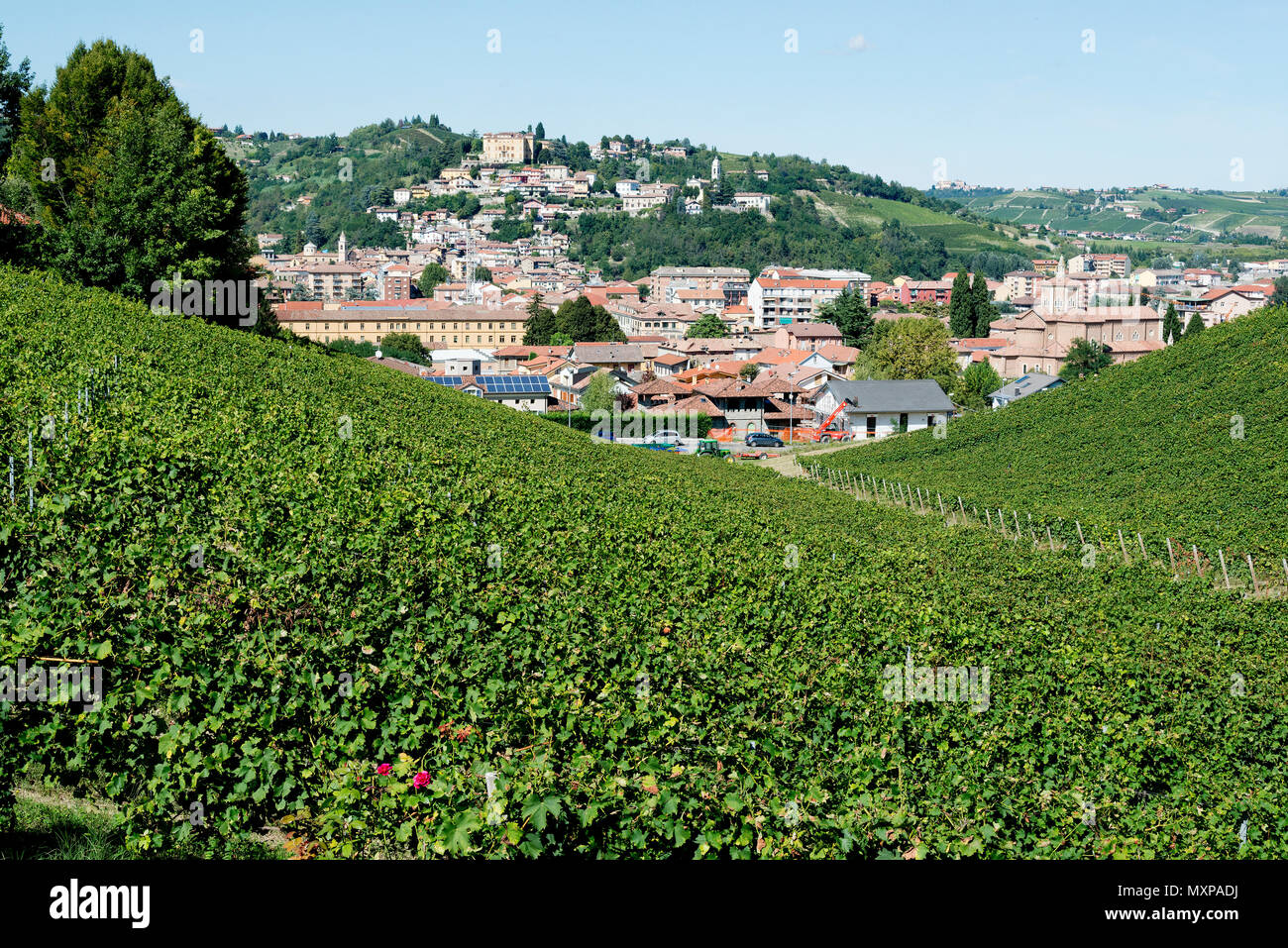Italy, panorama of vineyards of Piedmont: Langhe-Roero and Monferrato ...