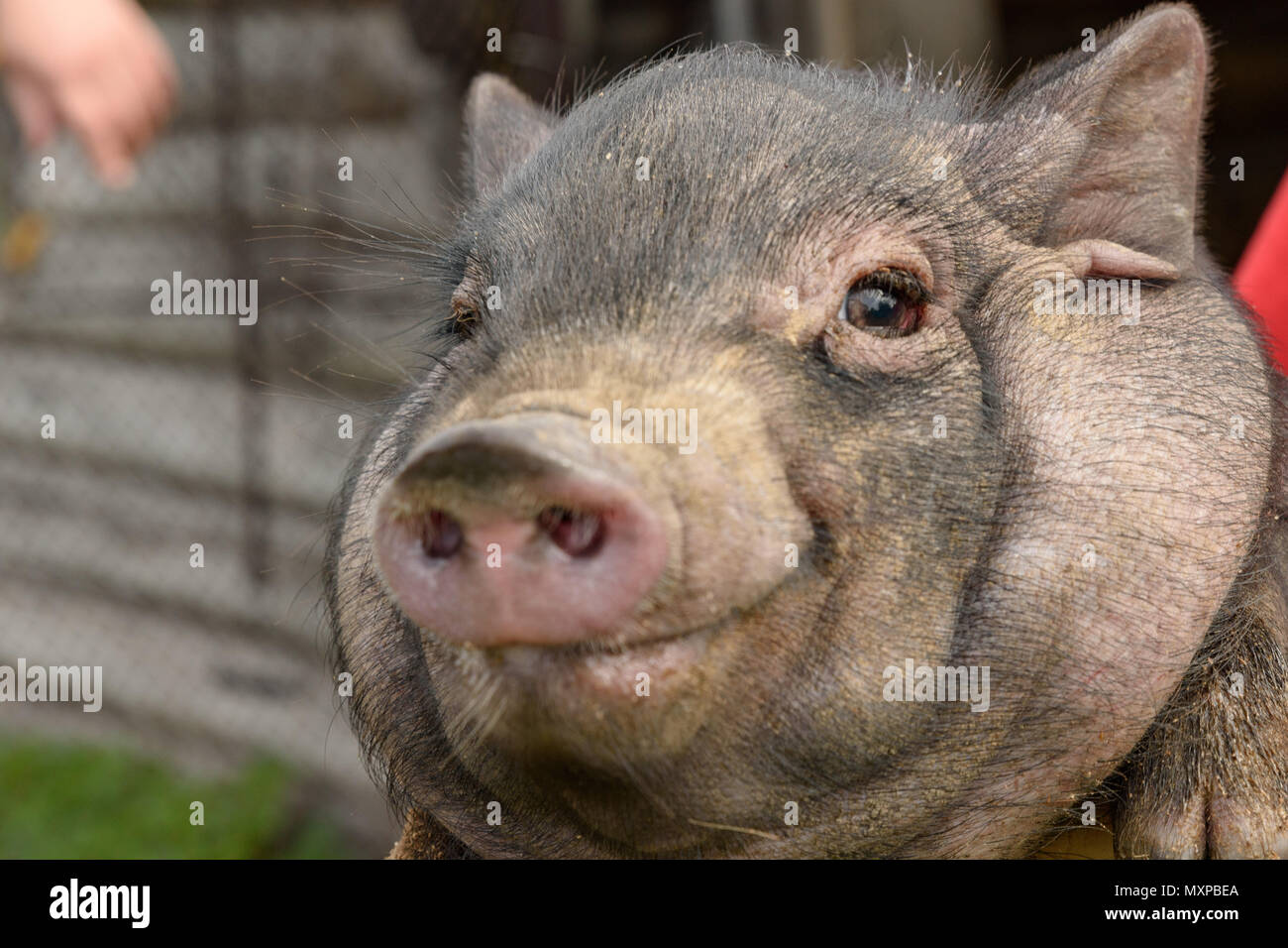 one village young pig Stock Photo - Alamy