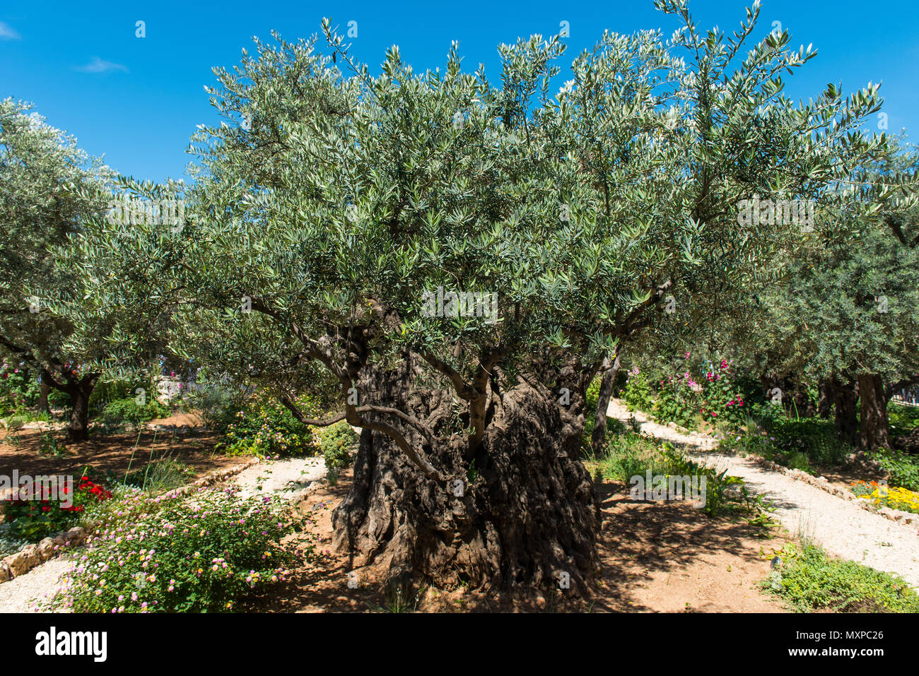 Olive trees in Gethsemane garden at the foot of the Mount of Olives in ...