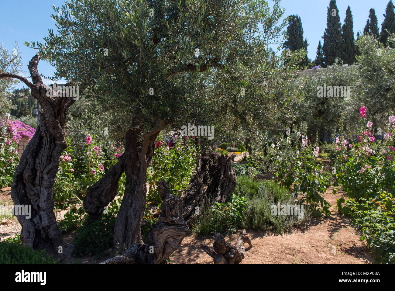 Olive trees in Gethsemane garden at the foot of the Mount of Olives in ...