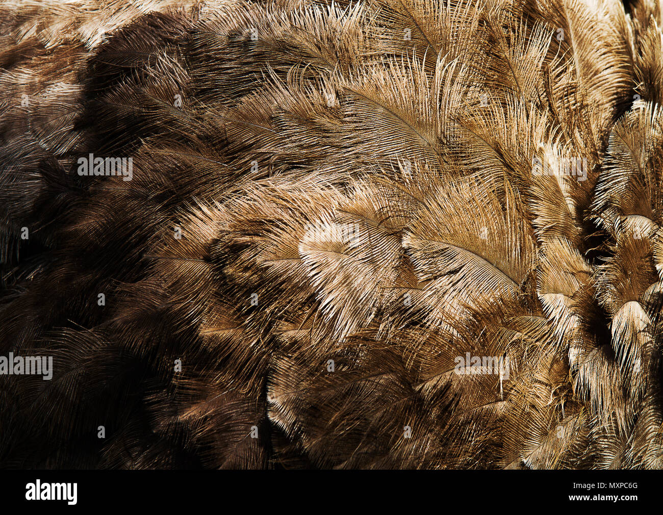 ostrich feather background Stock Photo - Alamy