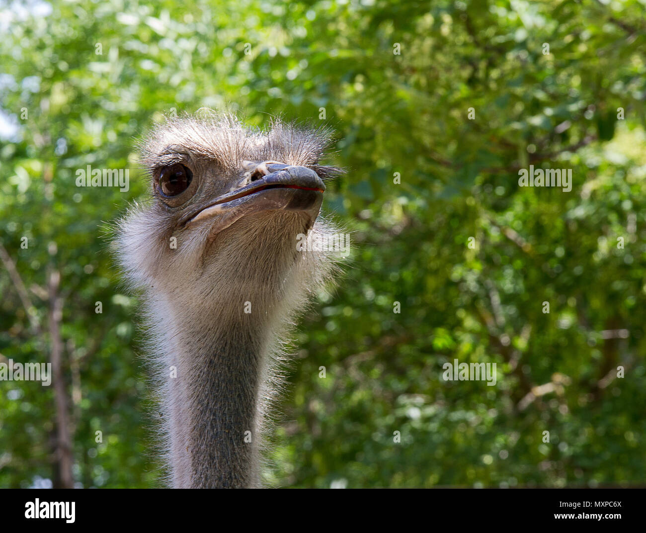 Ostrich neck hi-res stock photography and images - Alamy
