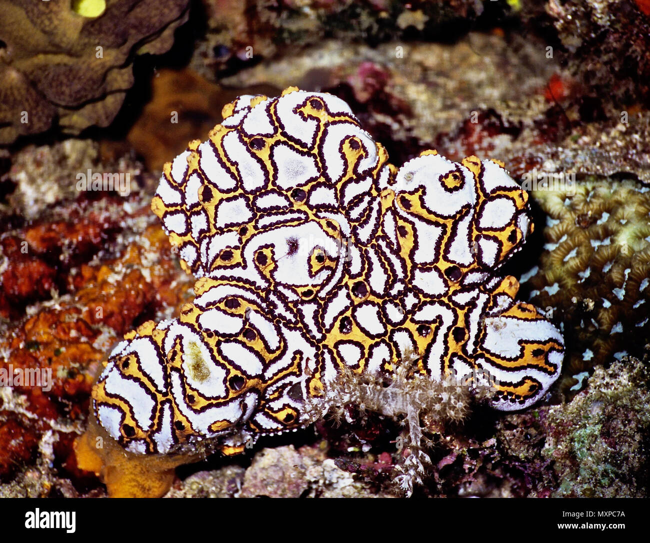 Colonial Marine Animals