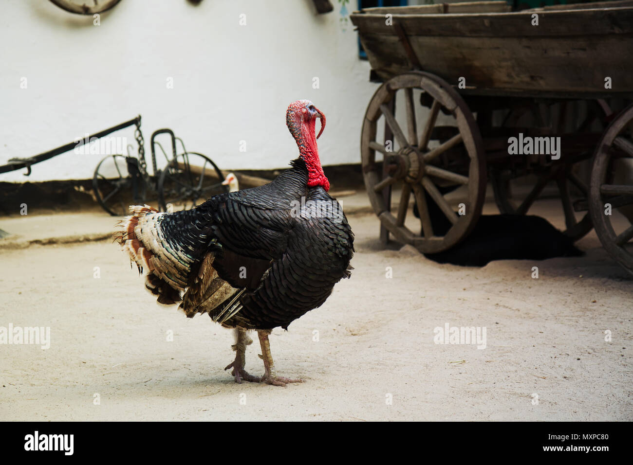 walk of a big turkey Stock Photo - Alamy