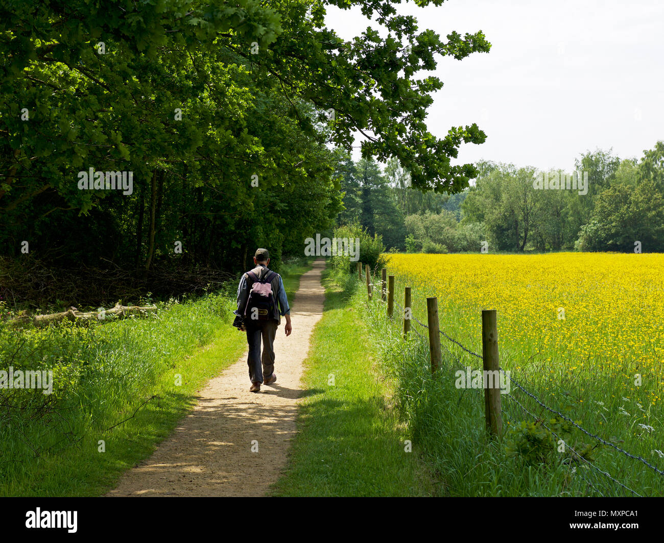 Man walking on path, Rutland Water nature reserve, Rutland, England UK ...