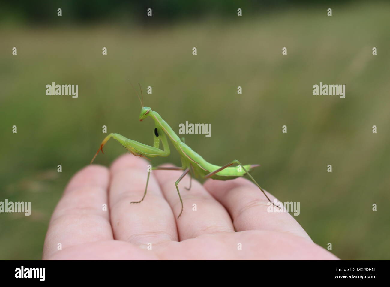 Small green praying mantis on the hand Stock Photo - Alamy
