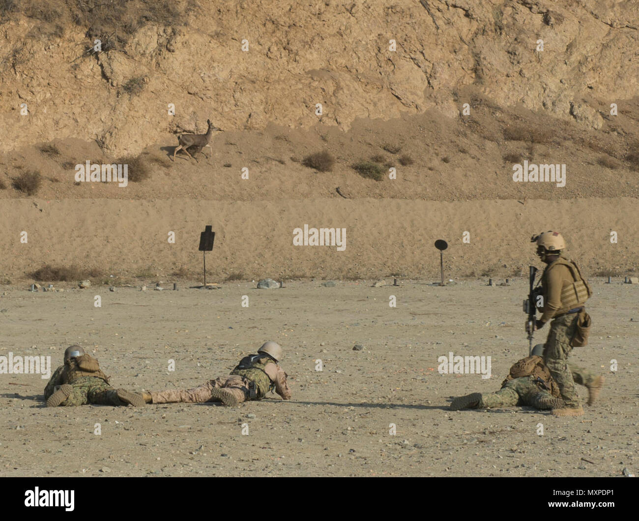 Sailors practice combat tactics, without ammunition, while a deer ...