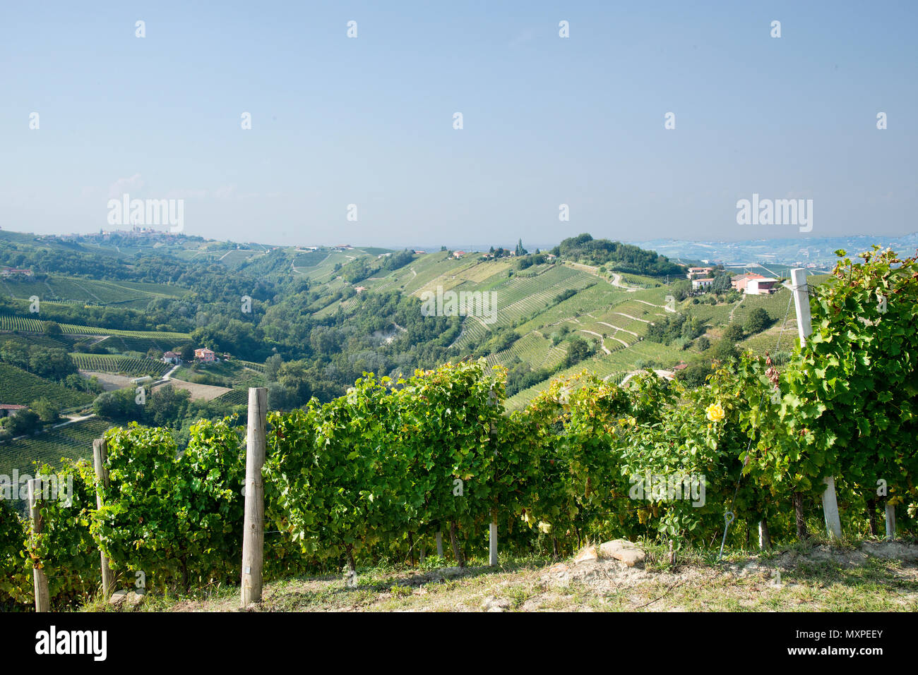 Italy, panorama of vineyards of Piedmont: Langhe-Roero and Monferrato ...