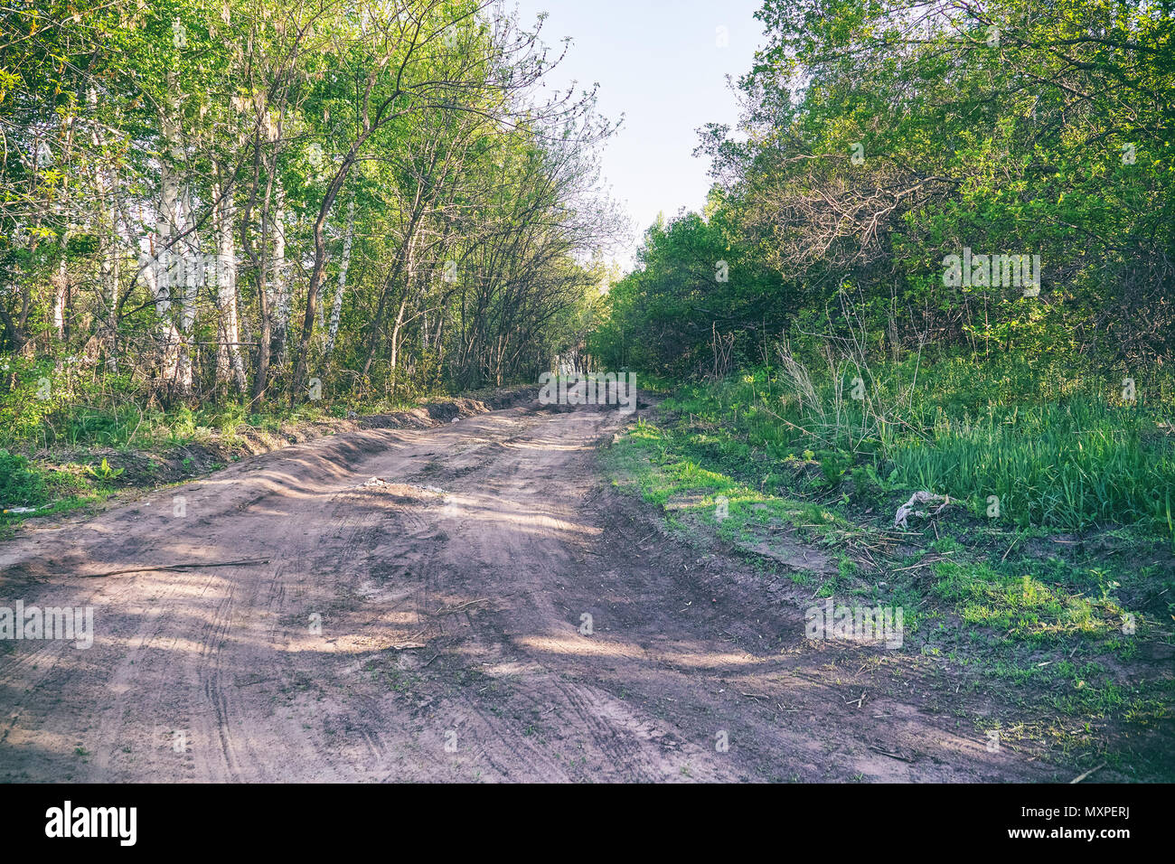 Forest dirt road in summer. Forest landscape Stock Photo - Alamy