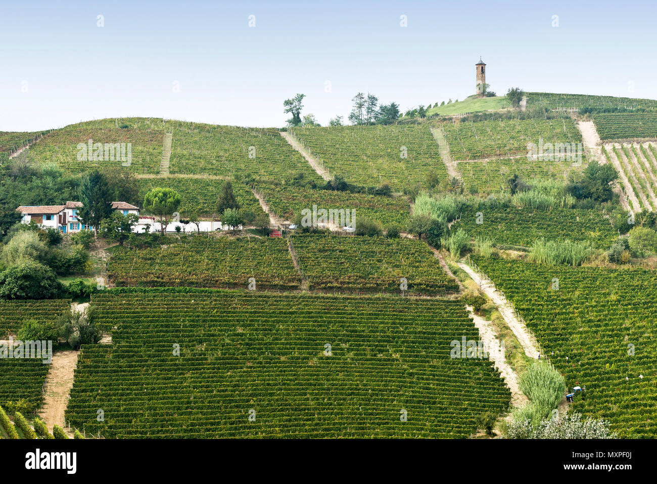 Italy, panorama of vineyards of Piedmont: Langhe-Roero and Monferrato ...