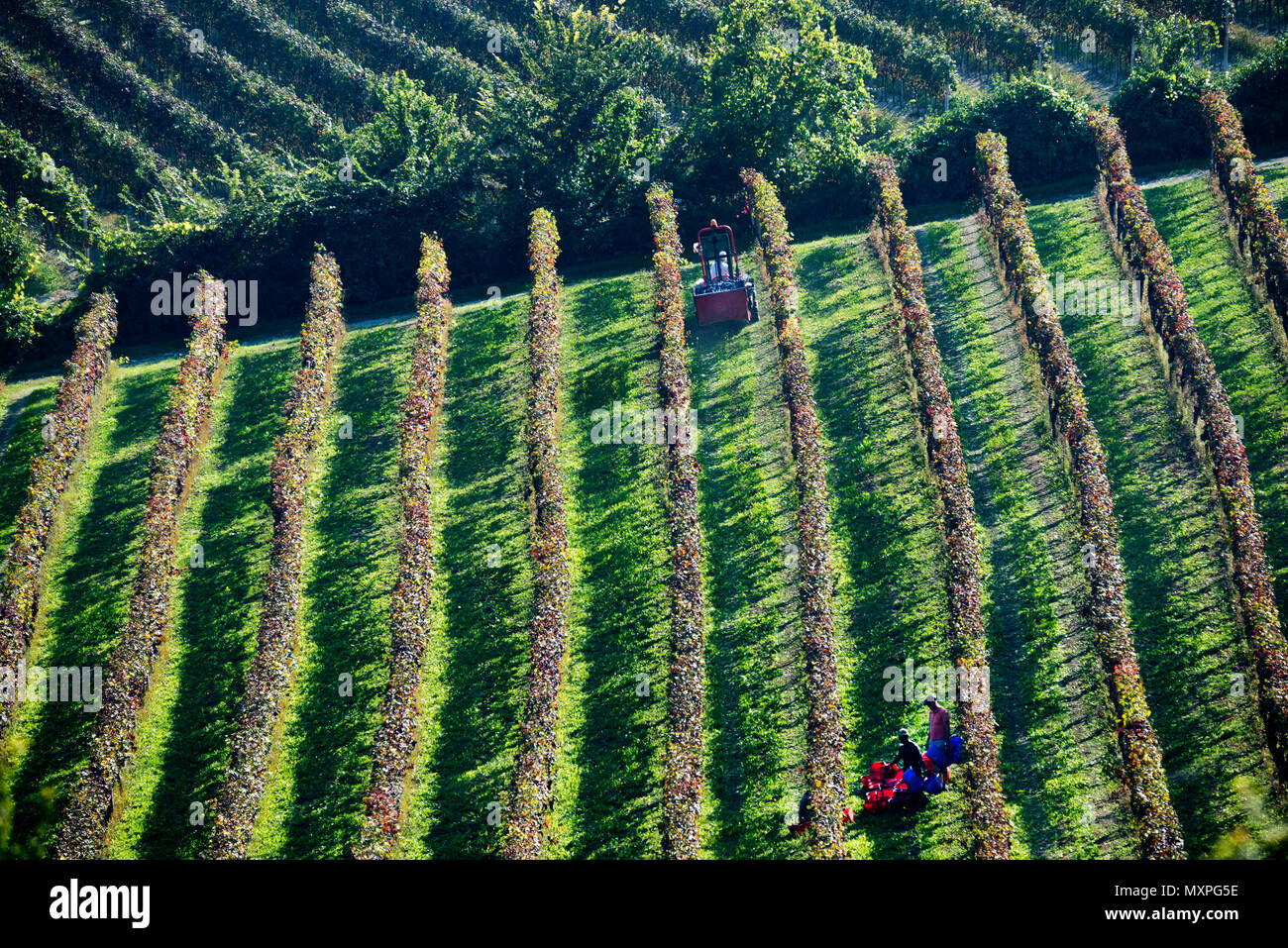 Nizza monferrato asti hi-res stock photography and images - Alamy