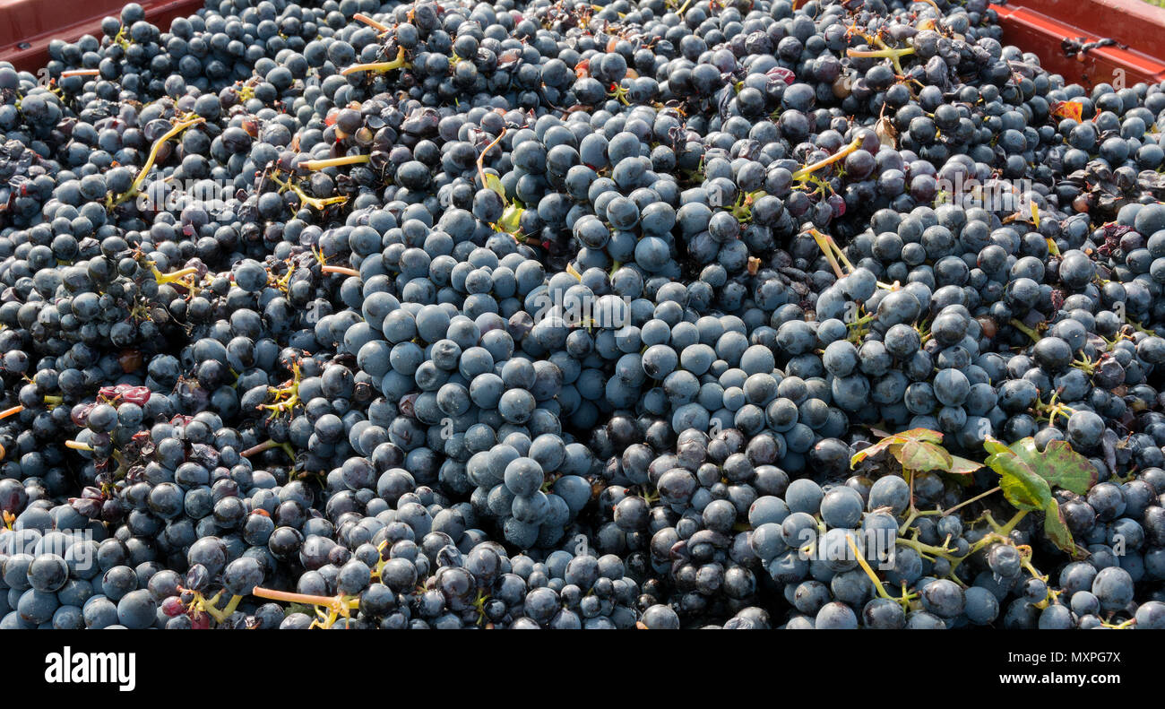 Barbera grapes hi-res stock photography and images - Alamy
