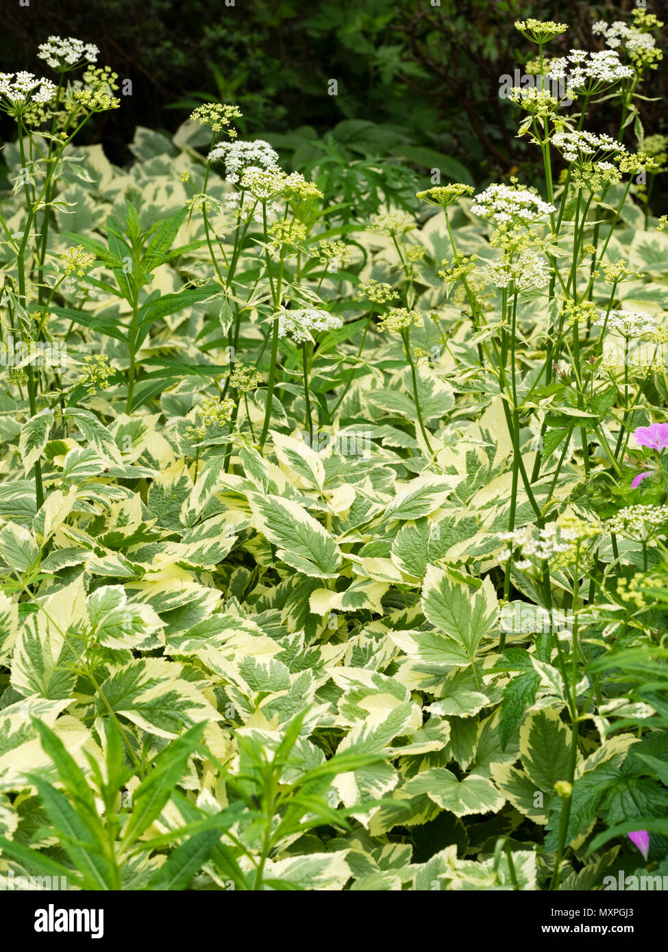 Invasive ground cover plant hi-res stock photography and images - Alamy
