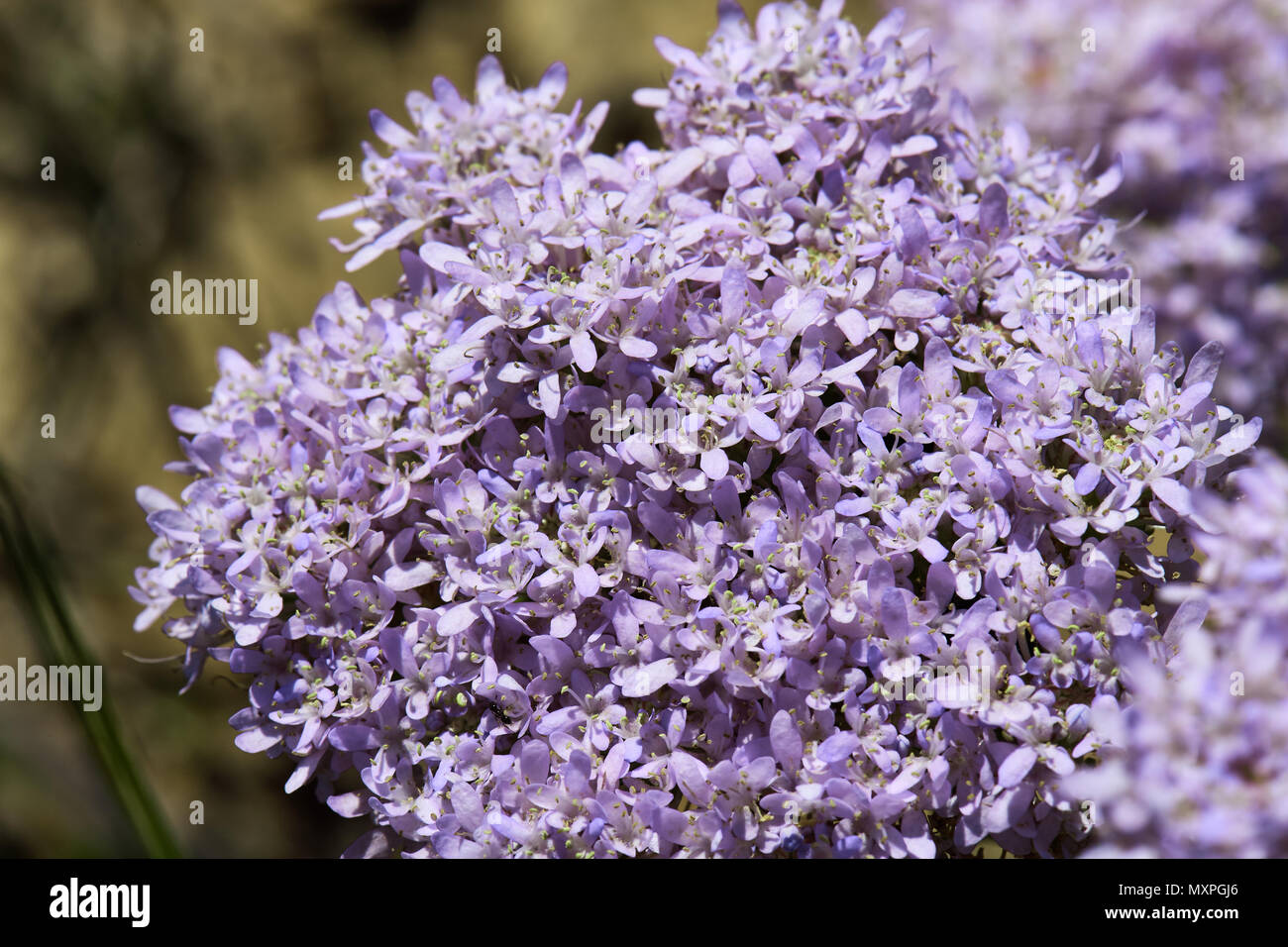 Petrea volubilis hi-res stock photography and images - Alamy