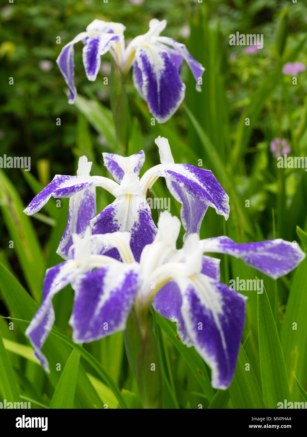 Iris laevigata pond hi-res stock photography and images - Alamy