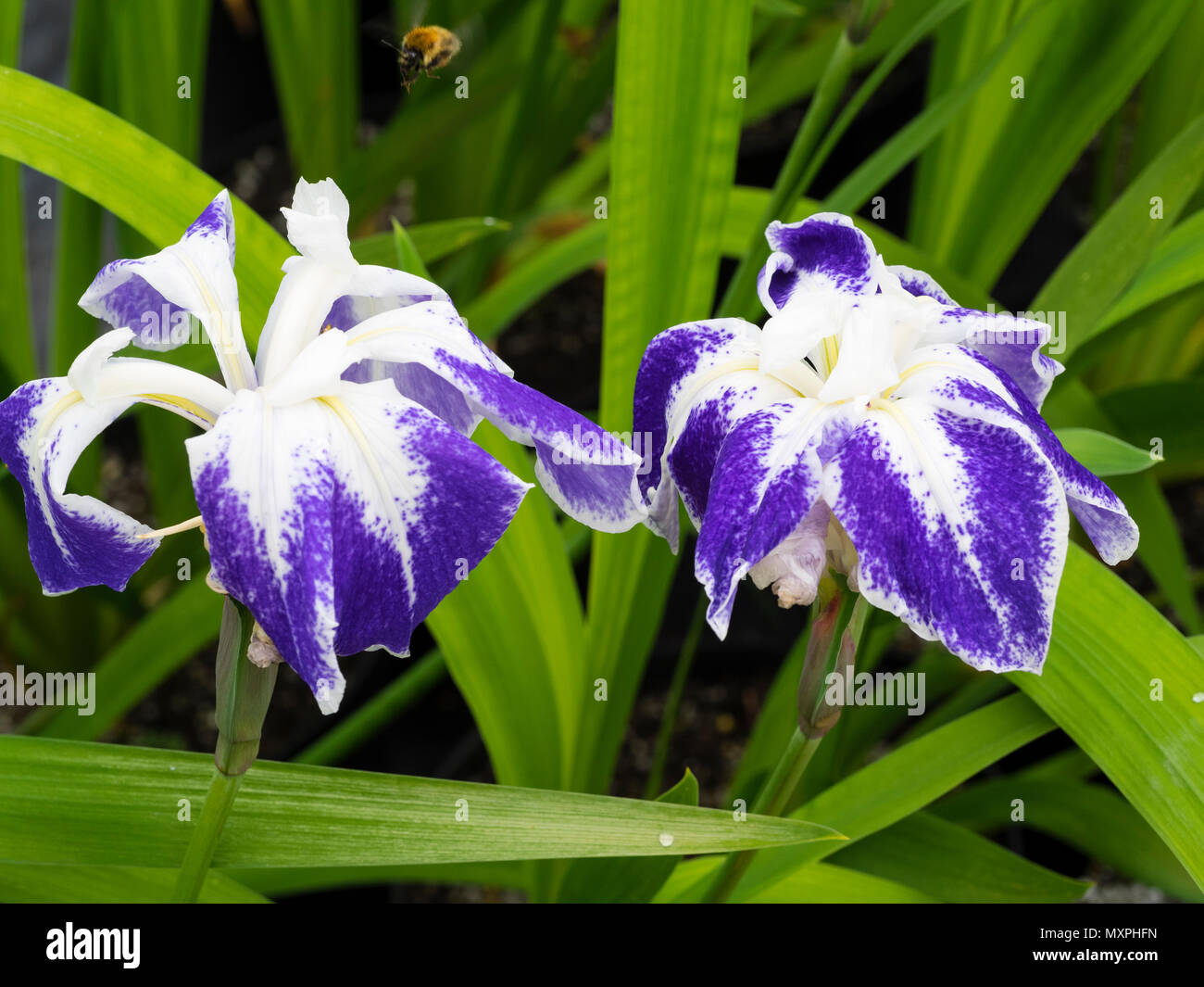 White and blue marked early summer flowers of the marginal aquatic ...