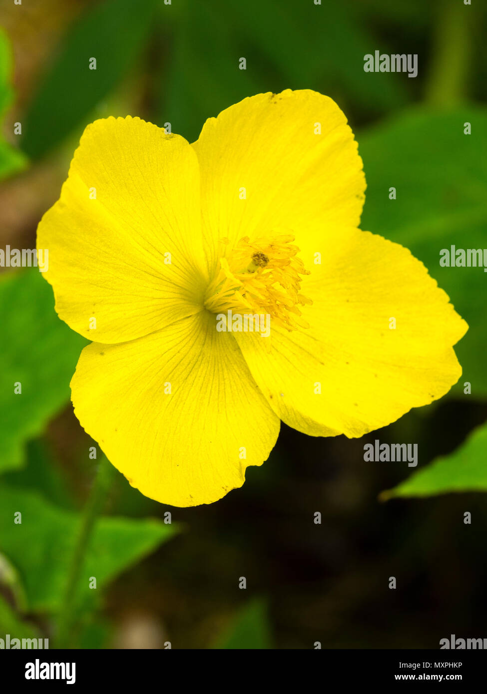 Poppy yellow flower hi-res stock photography and images - Alamy