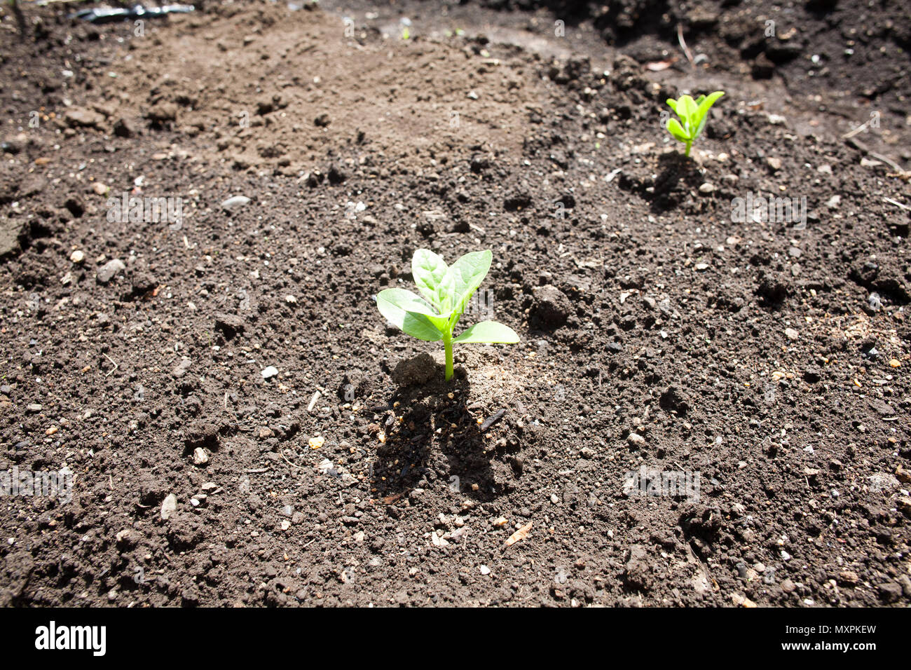 Sprouting malabar spinach on farm ground Stock Photo - Alamy