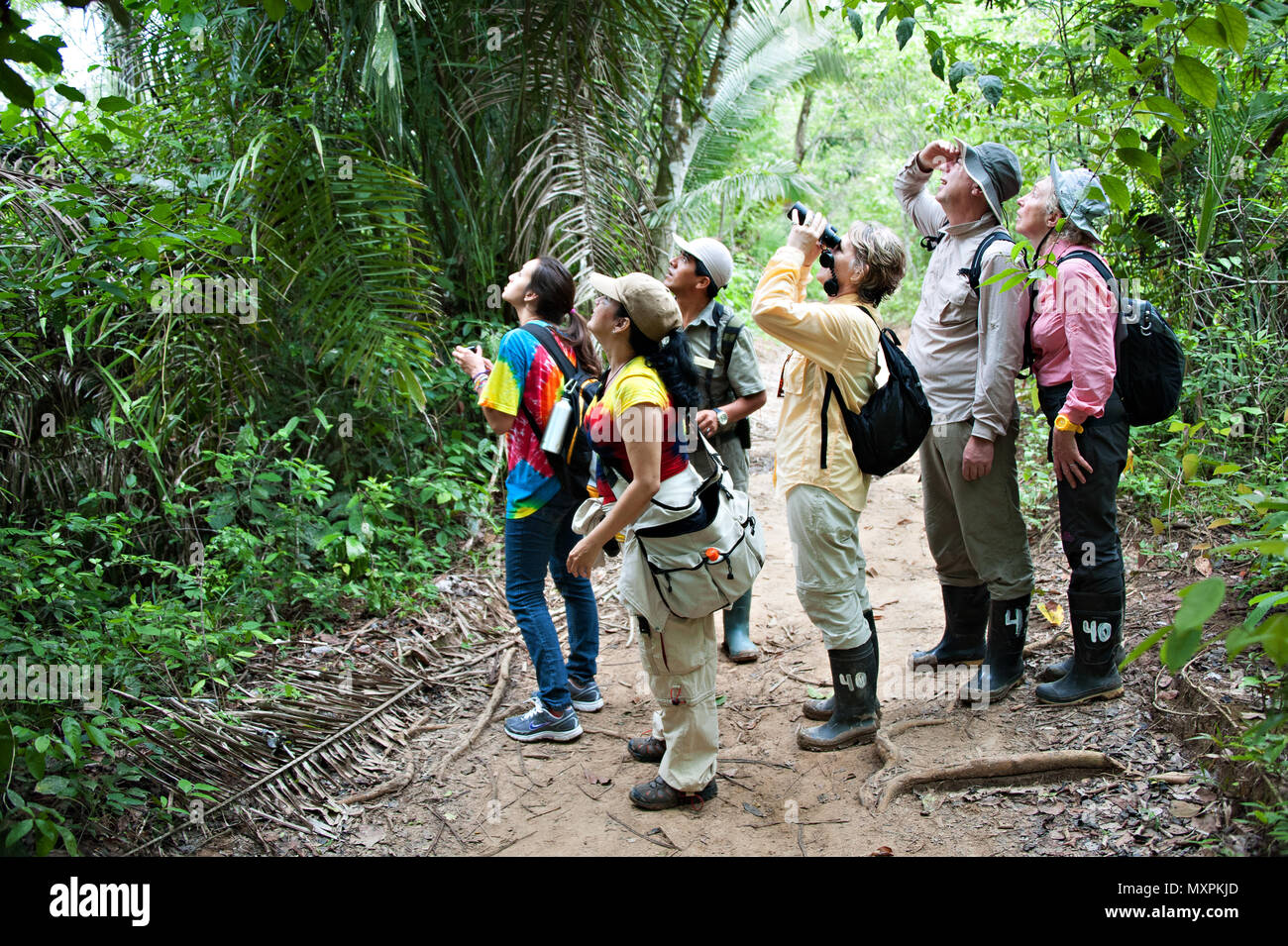 A guided tour through the Amazon forest near Puerto Maldonado Stock ...
