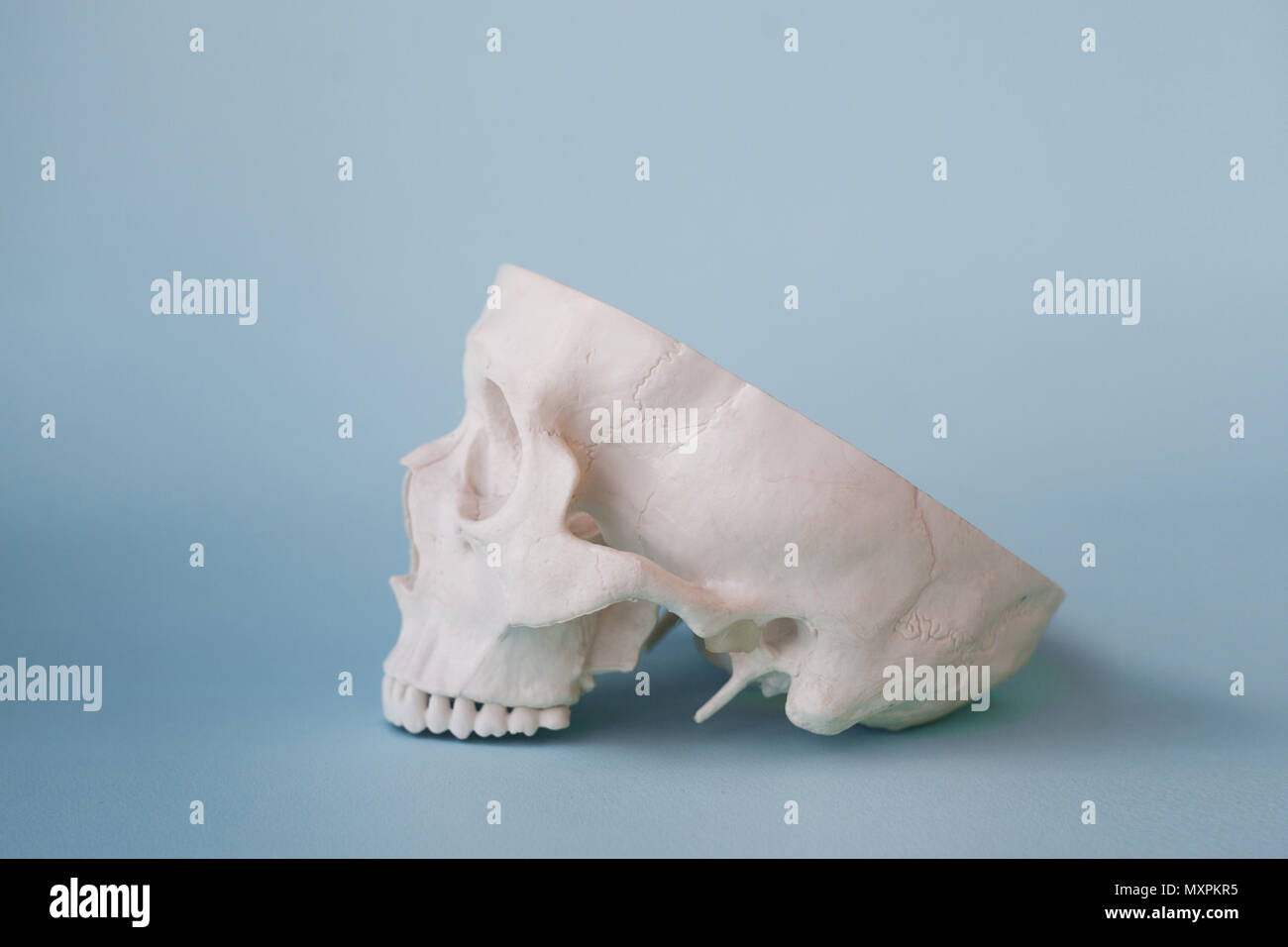 Human skull on clear blue background. Open skull without lower jaw ...