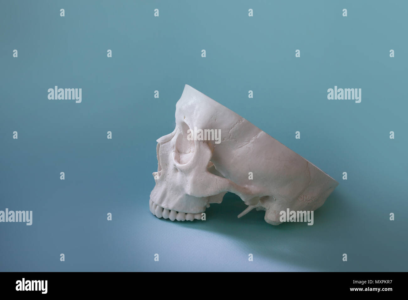 Human skull on clear blue background. Open skull without lower jaw ...