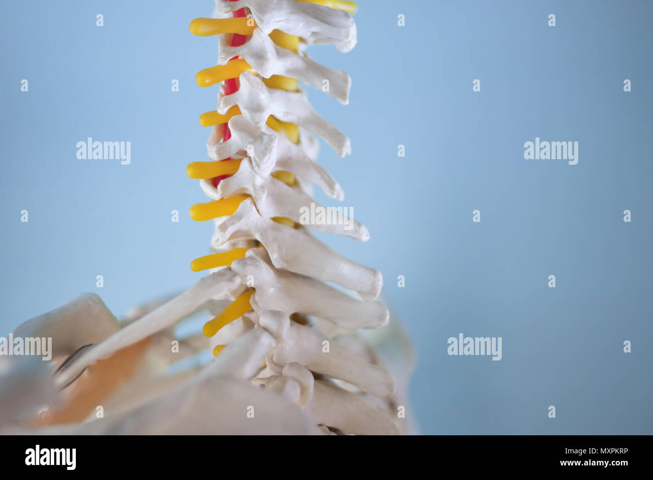 Cervical vertebrae. Neck. Fragment of a human skeleton on a blue ...