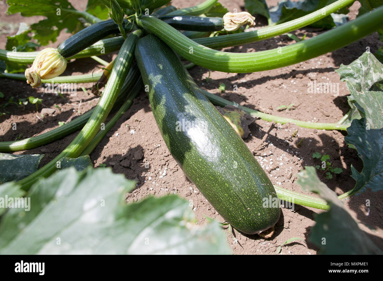 Harvesting zucchini on farm ground Stock Photo - Alamy