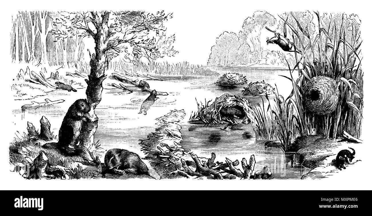 Beaver: beaver and beaver castle Stock Photo - Alamy