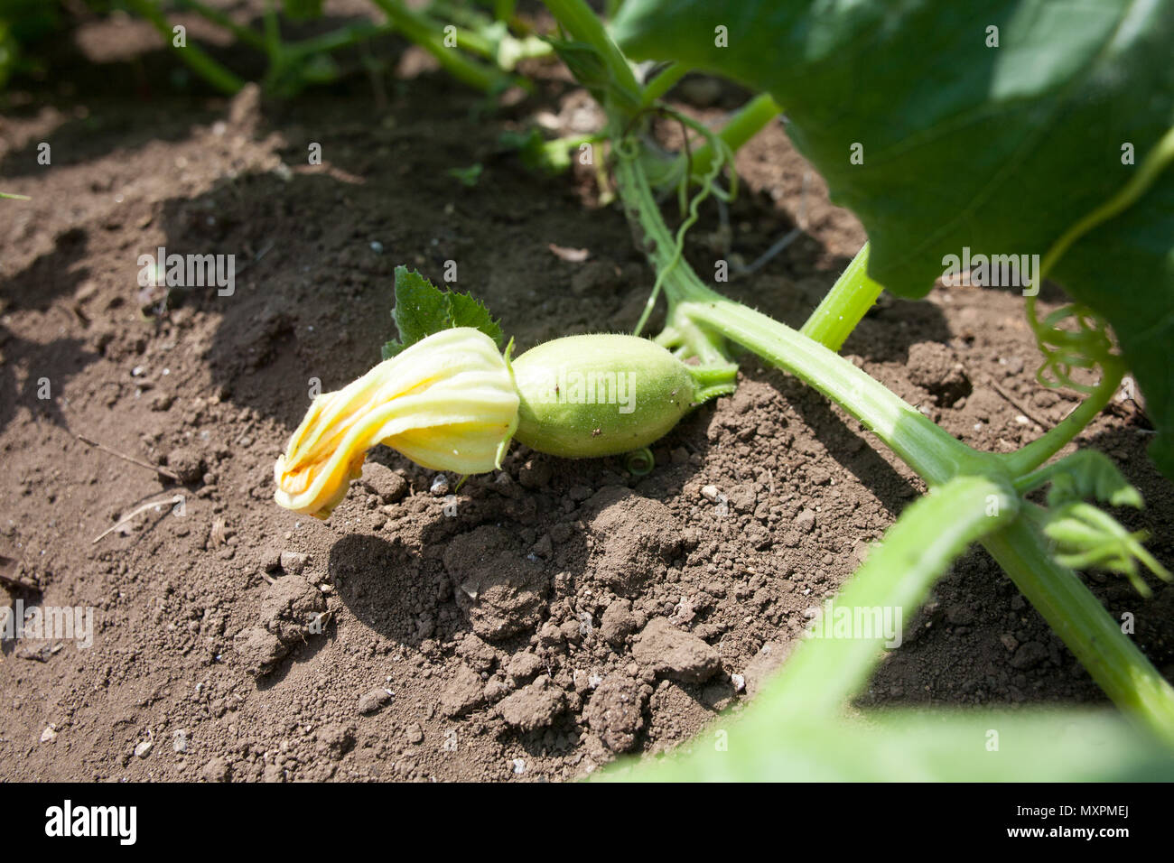 Spaghetti Squash Vine