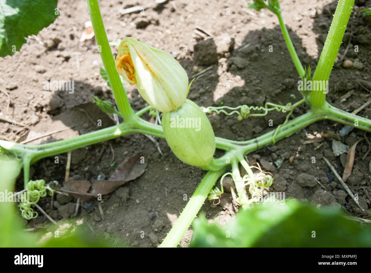 Squash on the ground hi-res stock photography and images - Alamy