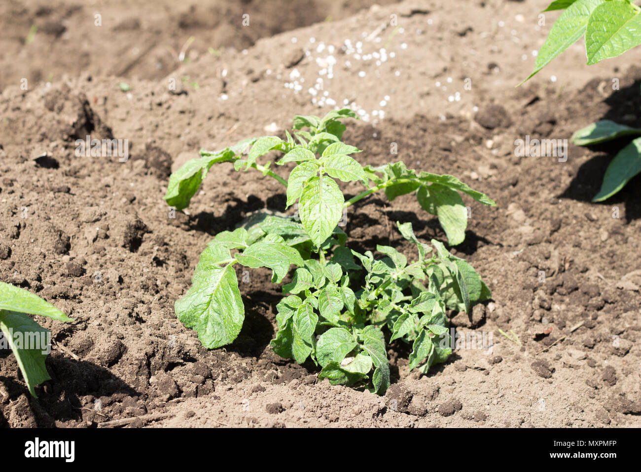 Growing potato on farm ground Stock Photo - Alamy