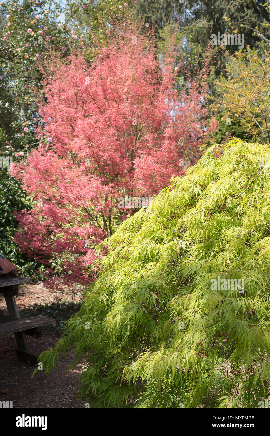 Contrasting colours displayed by two different acer cultivars in an ...