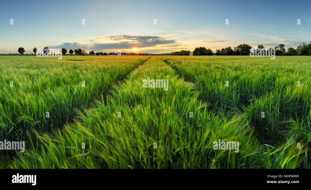 Sunset over wheat field with path Stock Photo - Alamy