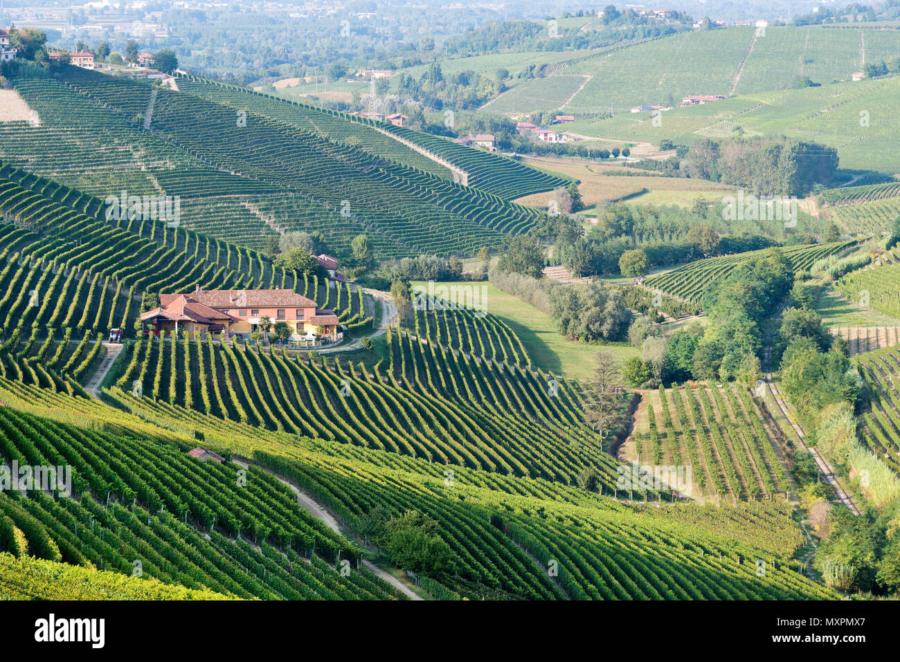 Italy, panorama of vineyards of Piedmont: Langhe-Roero and Monferrato ...
