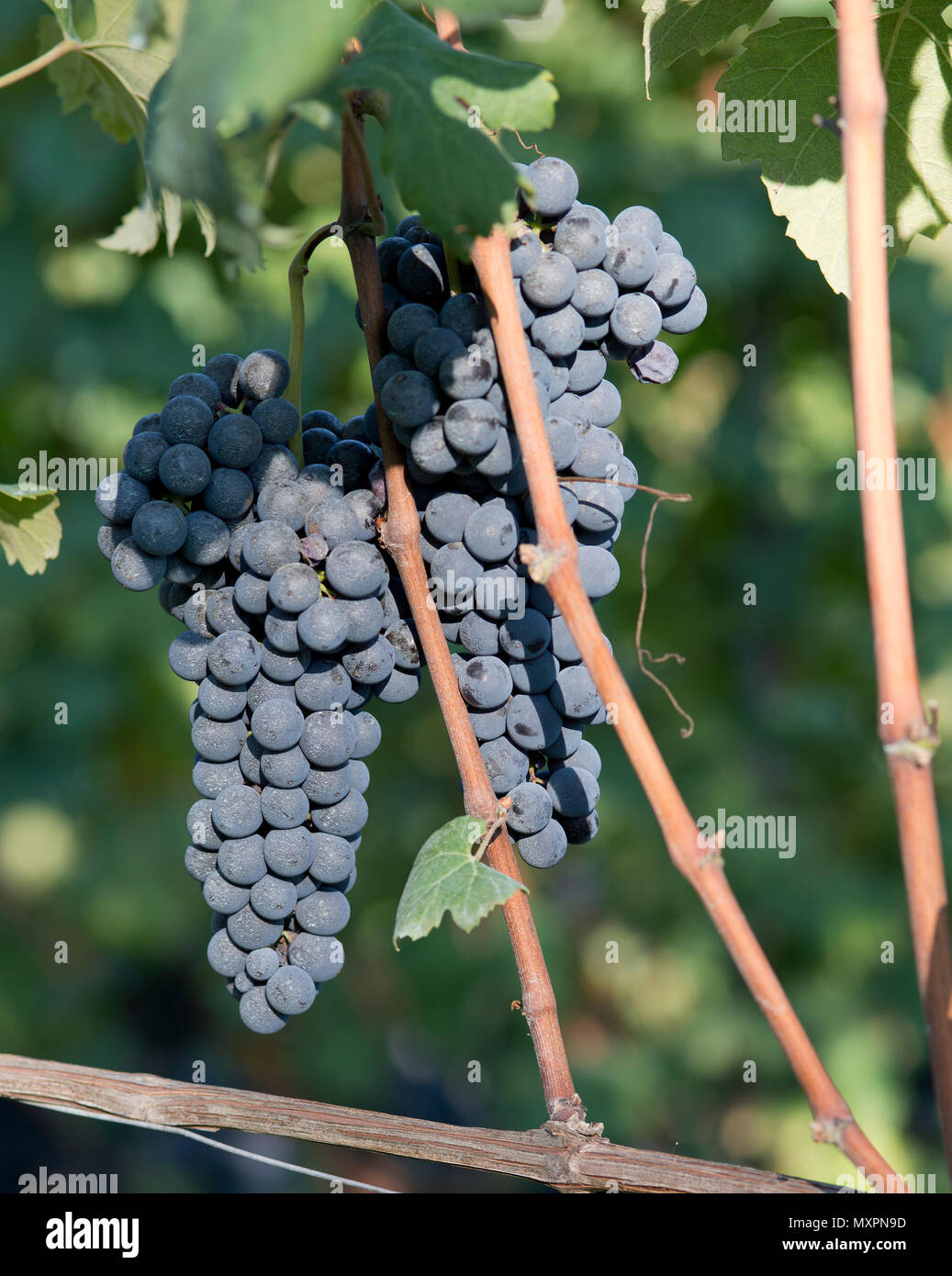 Italy, panorama of vineyards of Piedmont: Langhe-Roero and Monferrato ...