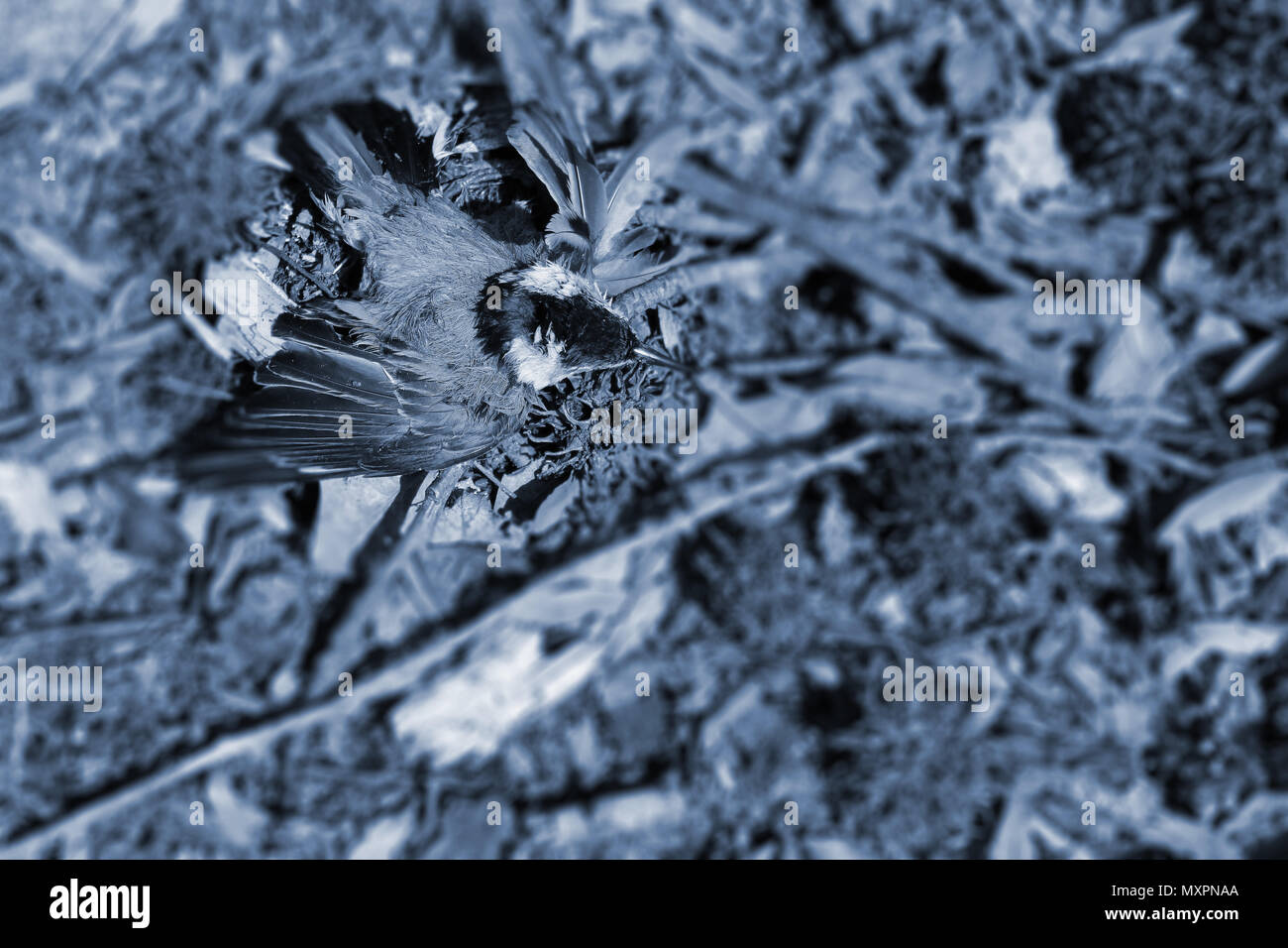 Dead bird in a cemetery hi-res stock photography and images - Alamy
