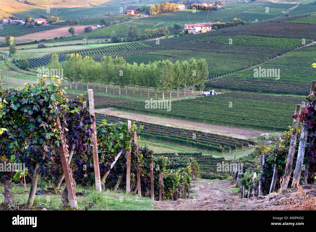 Italy, panorama of vineyards of Piedmont: Langhe-Roero and Monferrato ...
