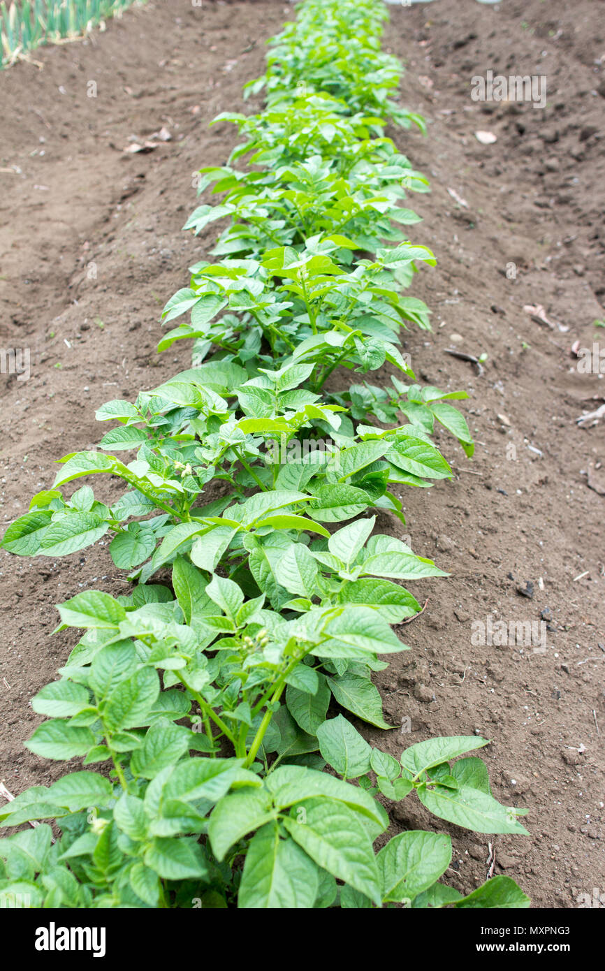 Potato sprouts on ground hi-res stock photography and images - Alamy