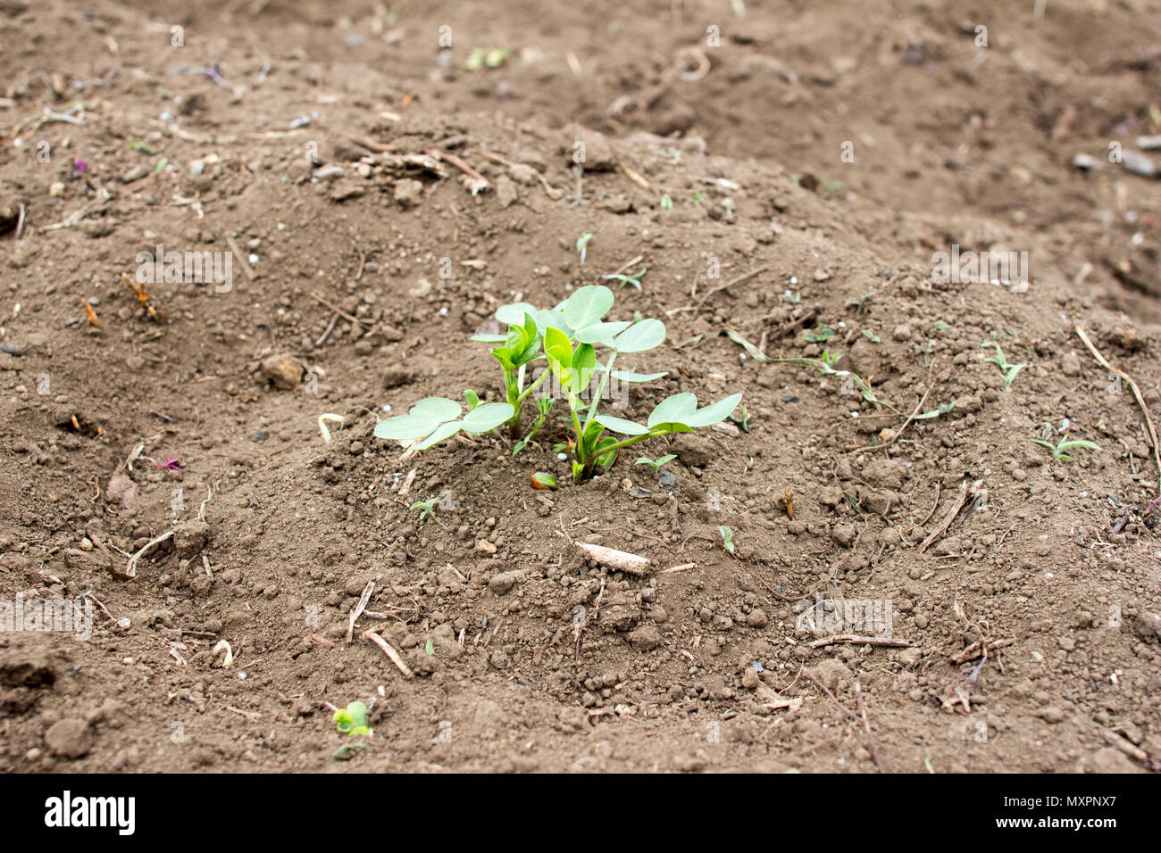 Sprouting peanut plant on farm ground Stock Photo - Alamy