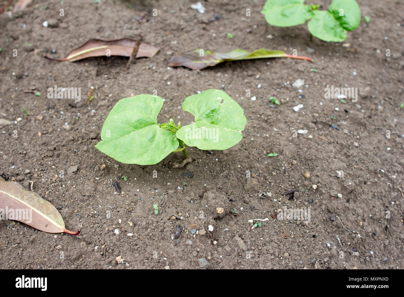 Sprouting kidney beans plant on farm ground Stock Photo - Alamy
