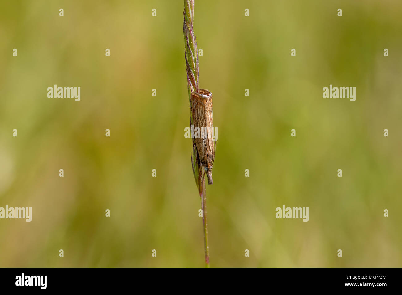 Grasshopper sways in wind on hi-res stock photography and images - Alamy