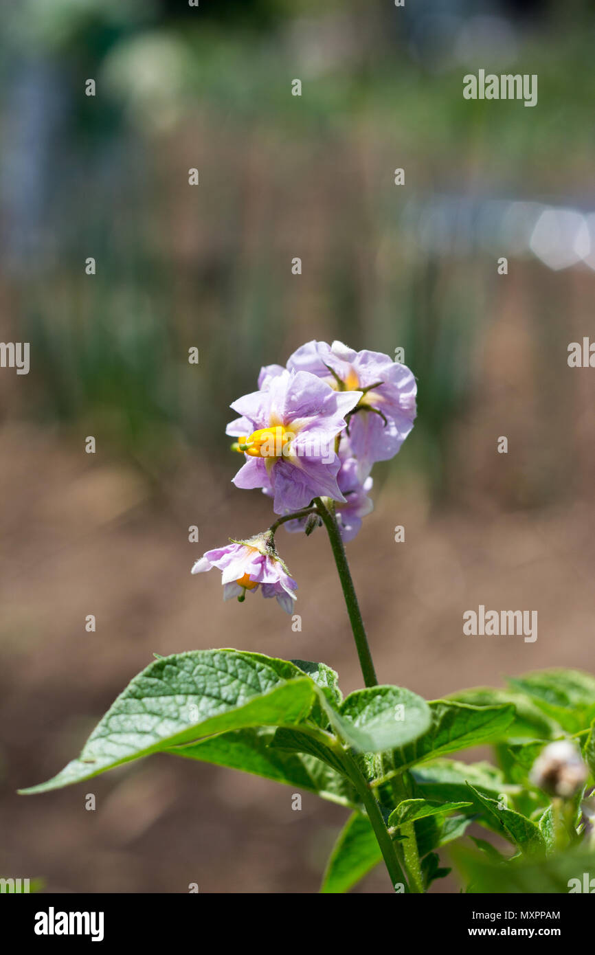 Purple flower of potato on farm Stock Photo - Alamy