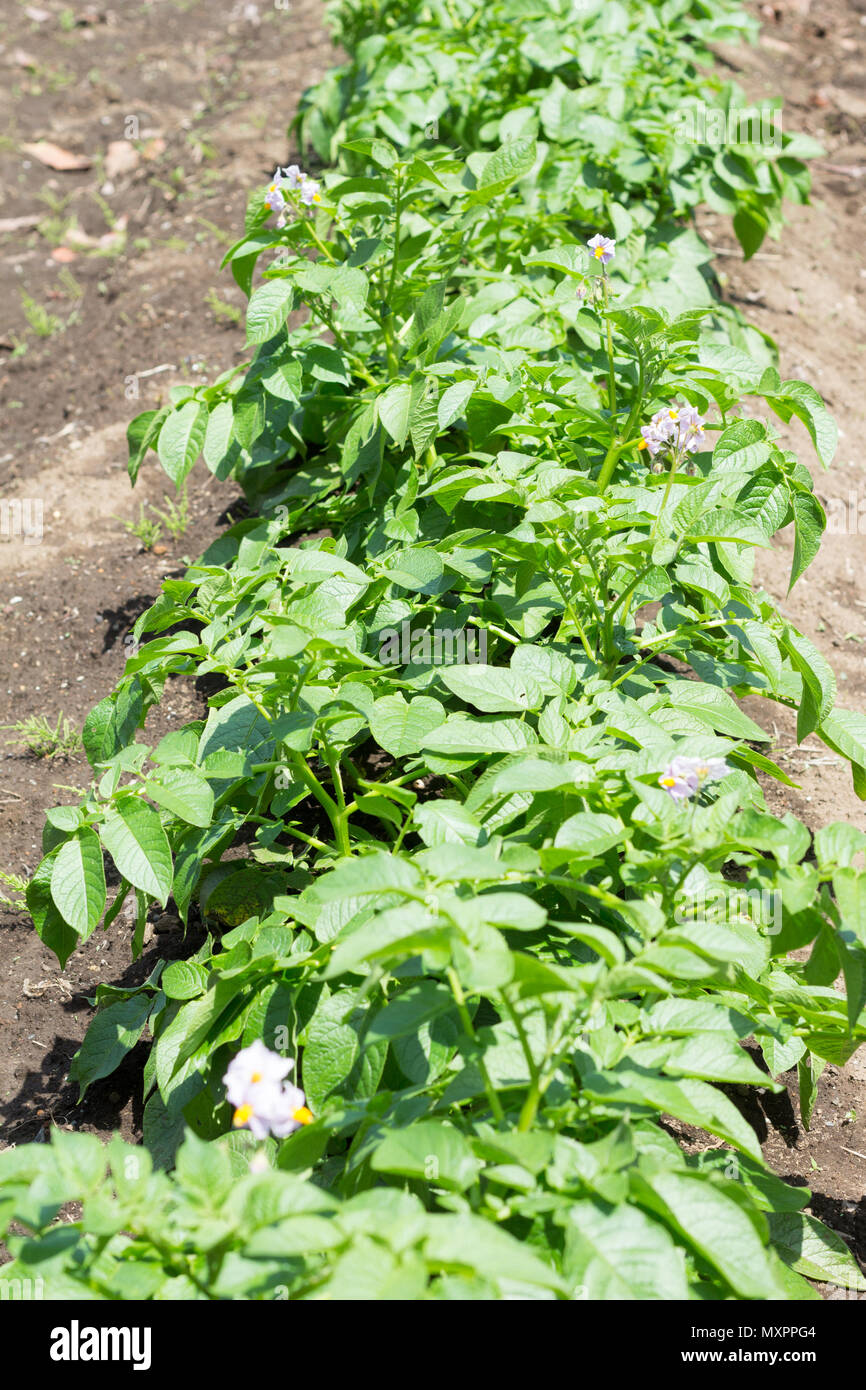 Growing potato on farm ground Stock Photo - Alamy