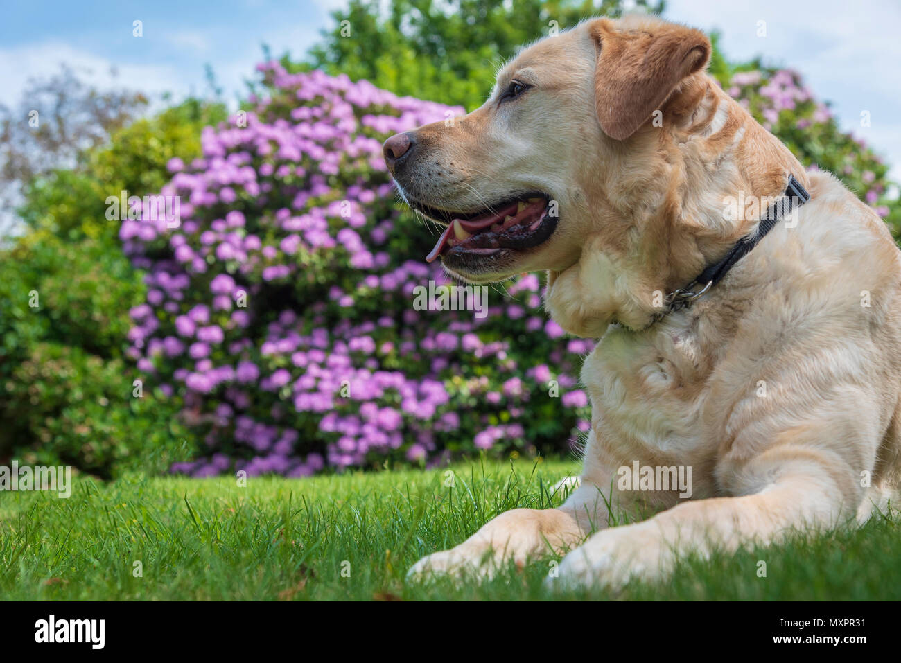 Labrador dog in garden hi-res stock photography and images - Alamy