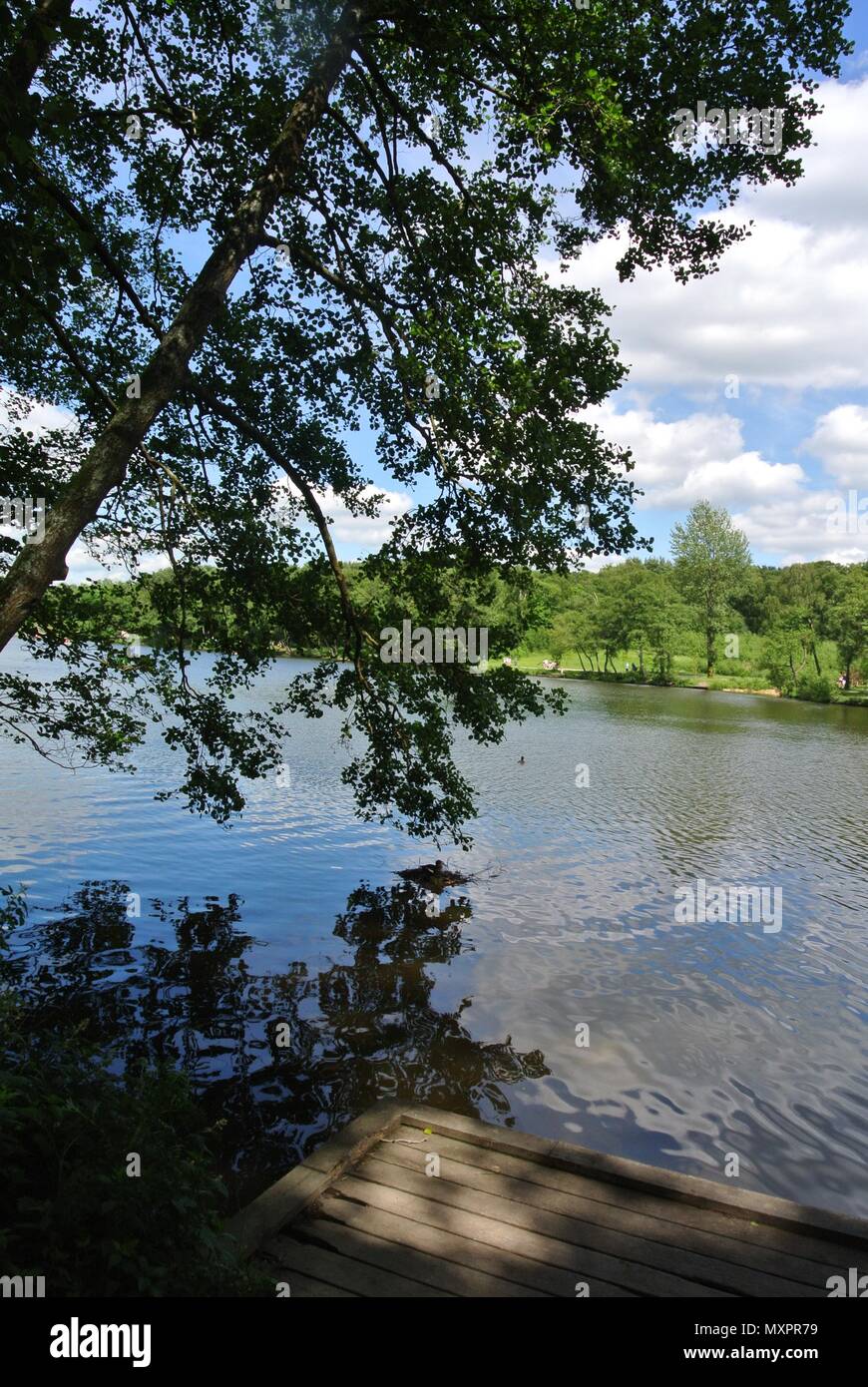 Tilgate forest hi-res stock photography and images - Alamy