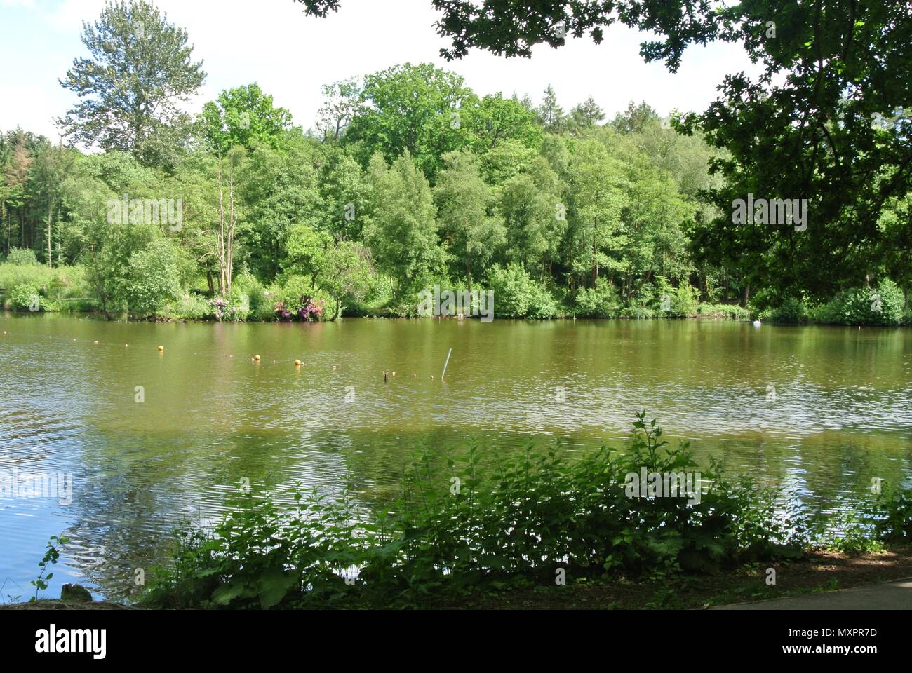 Tilgate forest hi-res stock photography and images - Alamy