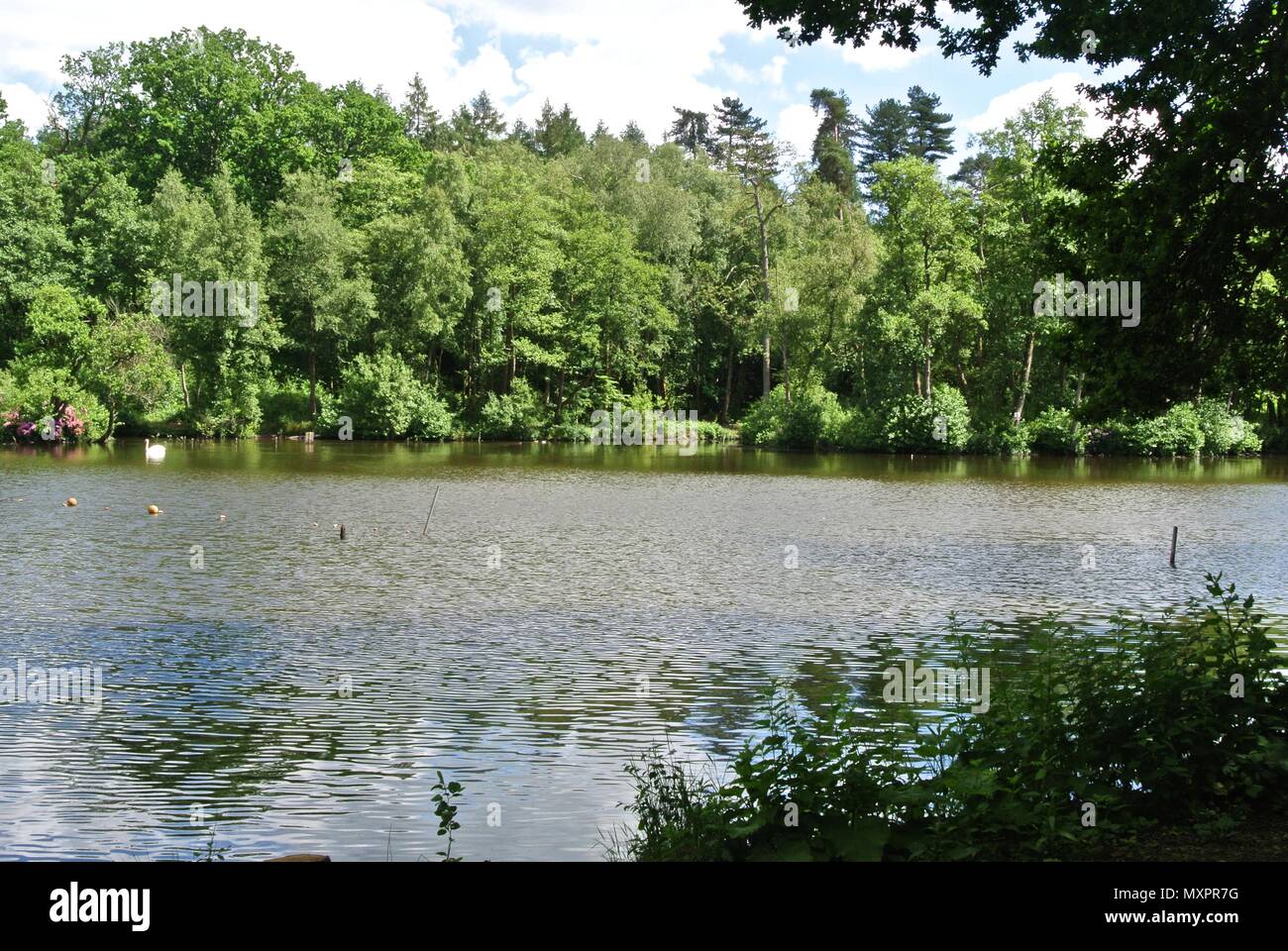 Tilgate forest hi-res stock photography and images - Alamy