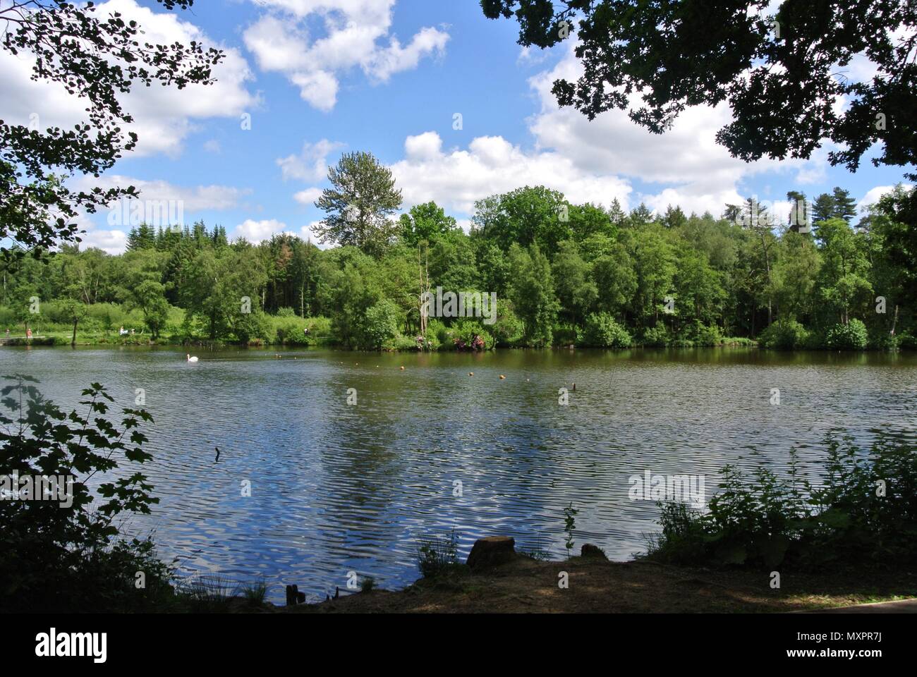 Tilgate park lake hi-res stock photography and images - Alamy