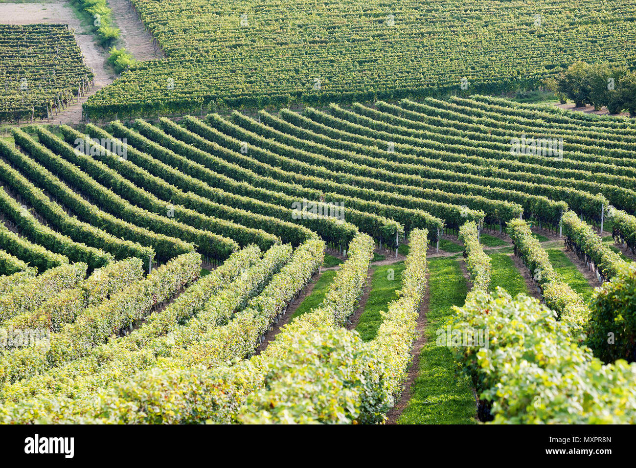 Italy, panorama of vineyards of Piedmont: Langhe-Roero and Monferrato ...