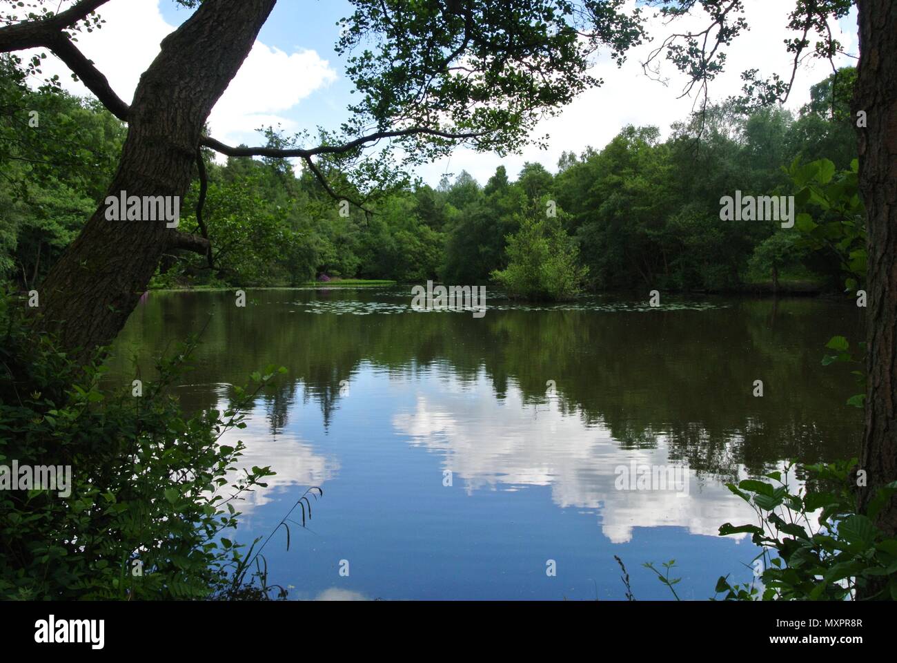 Tilgate forest hi-res stock photography and images - Alamy